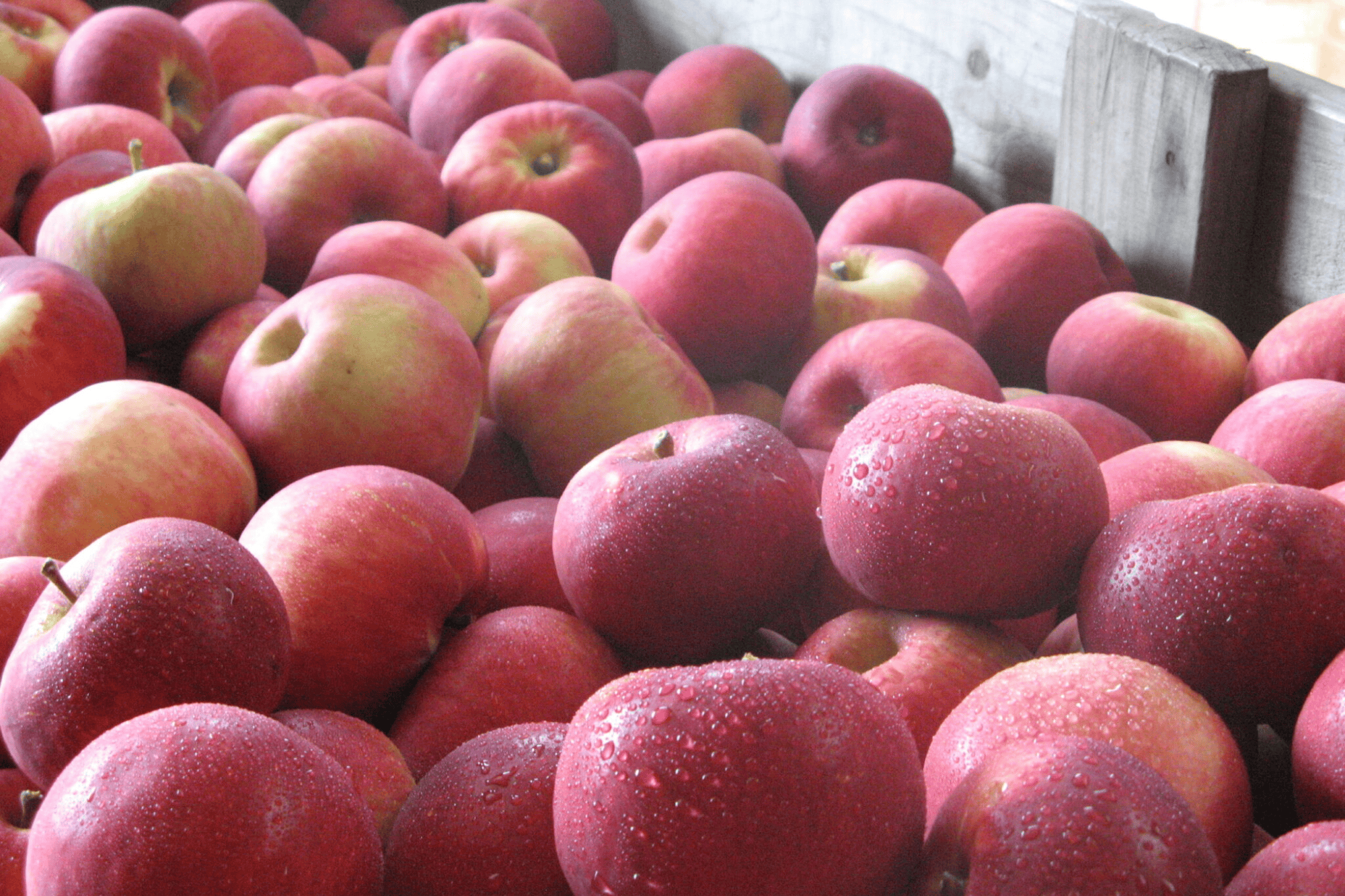 Challenges Of Sourcing High-Quality Fruit For Processing